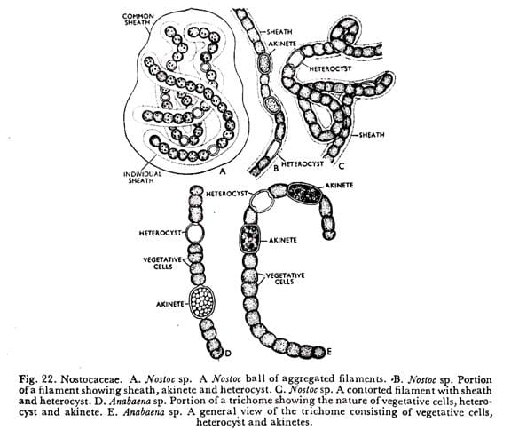 Structure of Algae (With Diagram) - Class 9 PDF Download