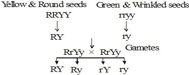 Genetics Class 10 Notes Science Free PDF
