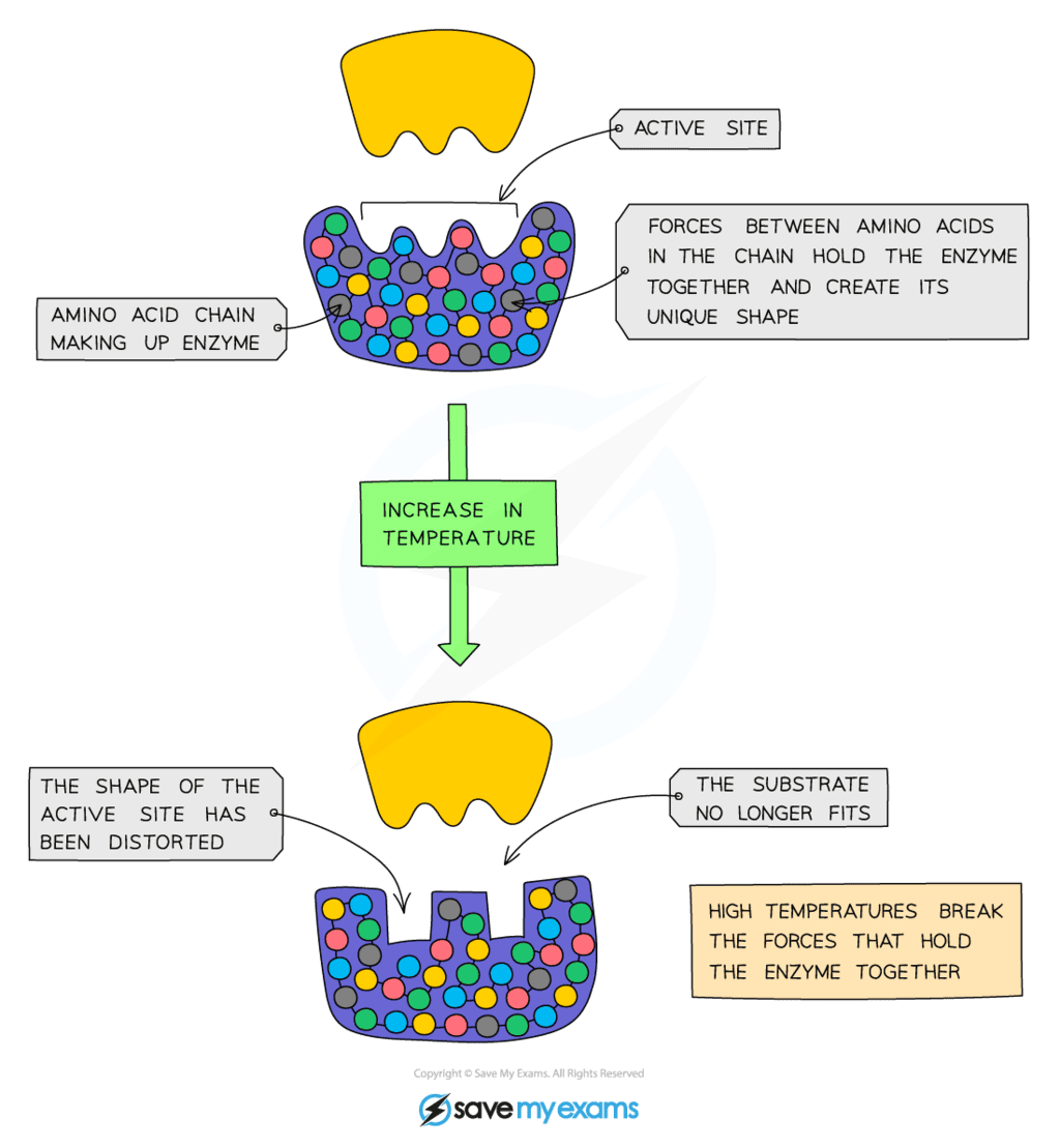Enzymes and Temperature - Year 9 PDF Download