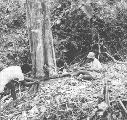 Class 9 History Chapter 4 Extra Question Answers - Forest Society and ...