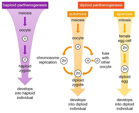 Parthenogenesis & Its Types - Notes | Study Biology Class 12 - NEET