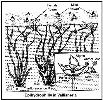 Reproduction in Plant (Part - 4) - Notes, Botany, Class 12 PDF Download