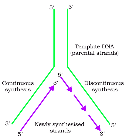 Important Diagrams: Molecular Basis of Inheritance - Biology Class 12 ...
