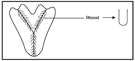 Bryophyta - Plant Kingdom, Class 11, Biology PDF Download