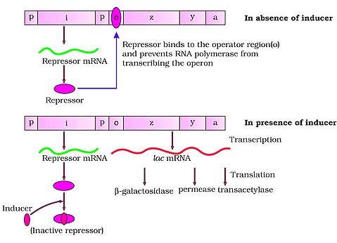 Important Diagrams: Molecular Basis of Inheritance - Biology Class 12 ...