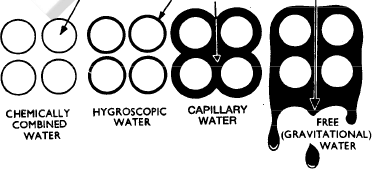 Absorption of Water - Biology A-Level - A Level PDF Download