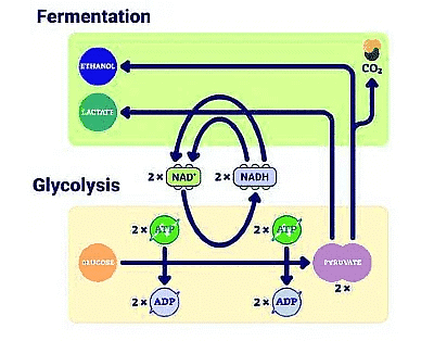 Important Diagrams: Respiration in Plants - Biology Class 11 - NEET PDF Download