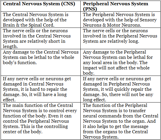 Neural Control and Coordination Chapter Notes - Biology Class 11 - NEET ...