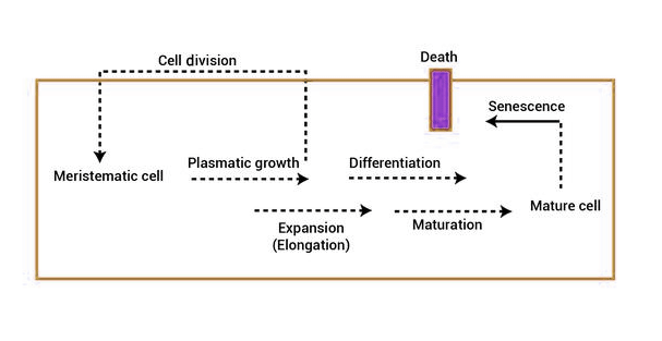 Important Diagrams: Plant Growth and Development - Biology Class 11 ...