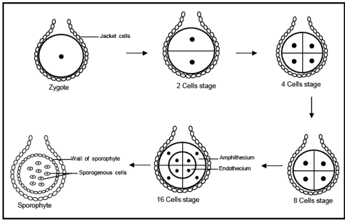 Bryophyta - Plant Kingdom, Class 11, Biology PDF Download