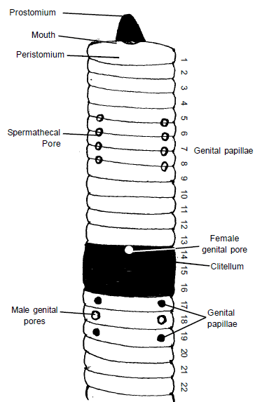 Earthworm: Morphology and Anatomy (Old NCERT) - NEET PDF Download