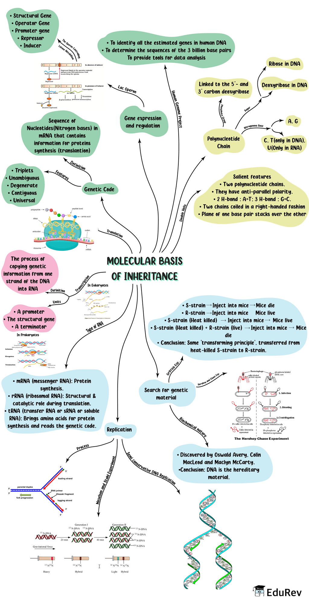 Protein Structure And Function Concept Map