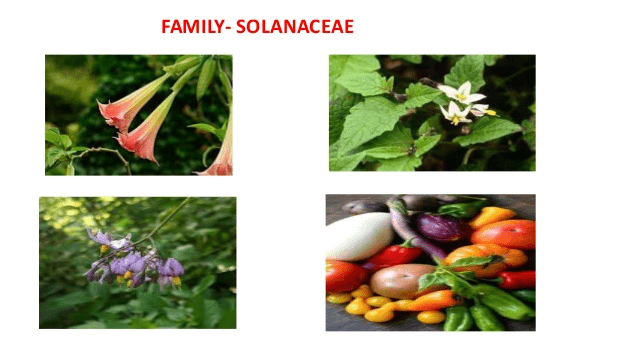 Family Description: Solanaceae, Fabaceae & Liliaceae | Biology Class 11 ...