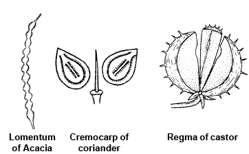 The Fruit and The Seed - Biology Class 11 - NEET PDF Download