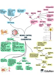 Mind Map Neural Control And Coordination Biology Class 11 NEET PDF