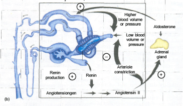 Counter Current Mechanism - Notes | Study Biology Class 11 - NEET