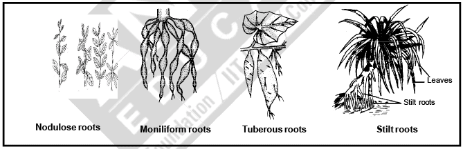 Modification of Root, Stem and Leaf - Morphology of Plants, Class 11 ...