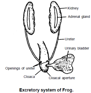Frog: Morphology & Anatomy - Notes | Study Biology Class 11 - NEET