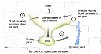 Counter Current Mechanism - Biology A-Level - A Level PDF Download