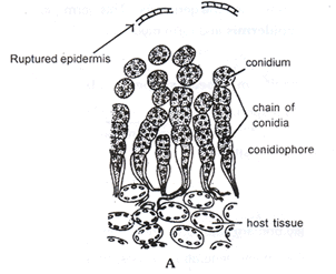 Doc: Albugo Or Cystopus - Class 11 PDF Download