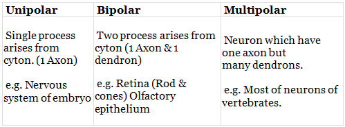 Types of Neurons - Notes | Study Biology Class 11 - NEET