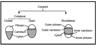 Plant Tissue System - Notes | Study Biology Class 11 - NEET
