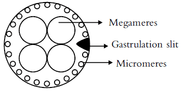 General Properties of Embryonic Development - Additional Study Material ...