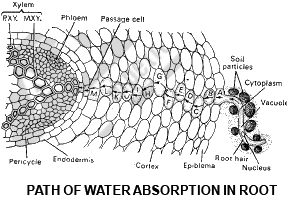 Absorption of Water - Biology A-Level - A Level PDF Download