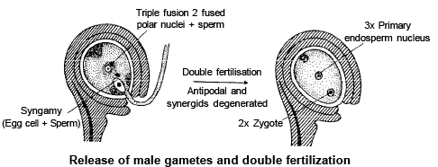 Reproduction in Plant (Part - 4) - Notes, Botany, Class 12 PDF Download