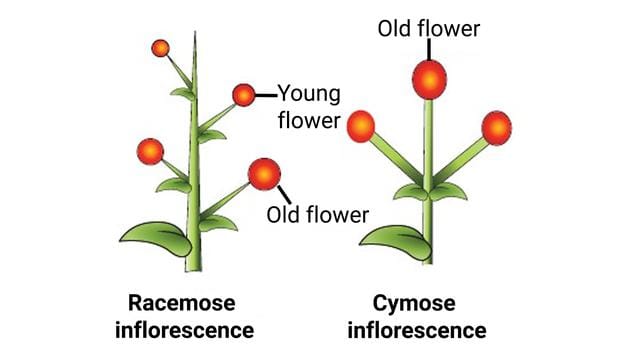 Important Diagrams: Morphology of Flowering Plants - Biology Class 11 ...
