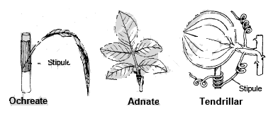 Modification of Root, Stem and Leaf - Morphology of Plants, Class 11 ...