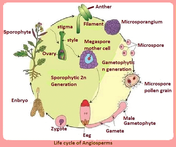 Important Diagrams: Plant Kingdom - Biology Class 11 - NEET PDF Download