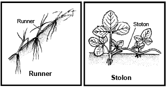 Modification of Root, Stem and Leaf - Morphology of Plants, Class 11 ...