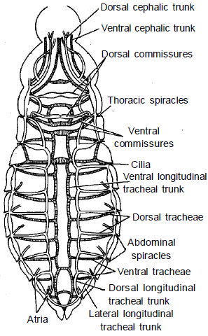 Respiratory and Nervous Systems: Cockroach - Additional Study Material ...