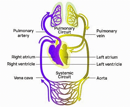 Important Diagrams: Body Fluids and Circulation - Biology Class 11 ...