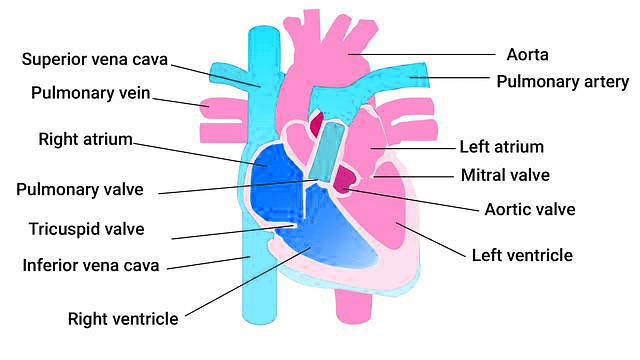 Important Diagrams: Body Fluids and Circulation - Biology Class 11 ...