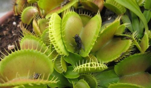 NCERT Solutions Class 11 Biology Chapter 2 - Biological Classification