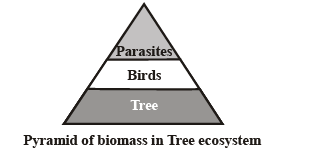 Ecosystems & Ecological Pyramids | Biology Class 12 - NEET