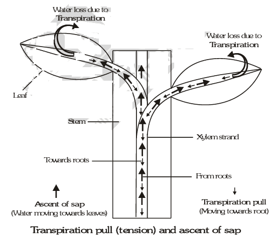 Absorption of Water - Biology A-Level - A Level PDF Download