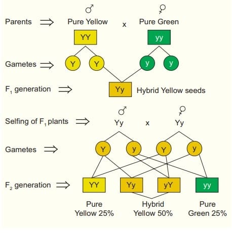 Inheritance of One Gene and Inheritance of Two Genes - Additional Study ...