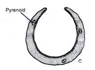 Ulothrix - Class 11 PDF Download
