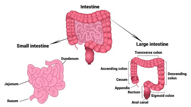 Important Diagrams: Digestion and Absorption (Old NCERT) - Crash Course ...