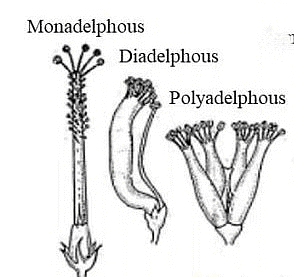 The Flower: Parts and Functions - Biology Class 11 - NEET PDF Download