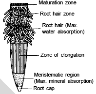 Absorption of Water - Biology A-Level - A Level PDF Download