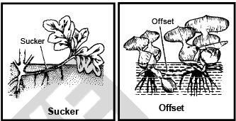 Modification of Root, Stem and Leaf - Morphology of Plants, Class 11 ...