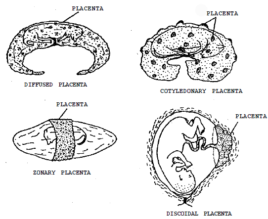 Implantation and Placenta - Biology for Grade 12 PDF Download