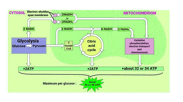 Important Diagrams: Respiration in Plants - Biology Class 11 - NEET PDF ...
