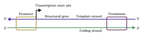 Important Diagrams: Molecular Basis of Inheritance - Biology Class 12 ...