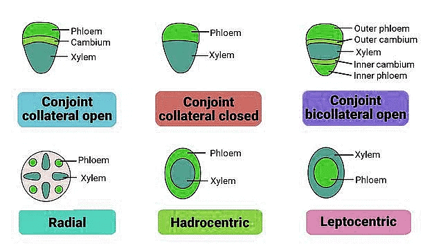 Important Diagrams: Anatomy of Flowering Plants - Biology Class 11 ...