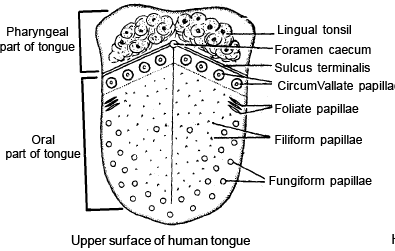 Sulcus Terminalis Tongue